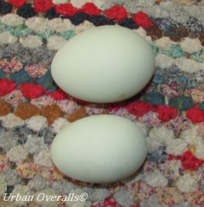 Pee Wee Eggs: Tiny Treasures • Urban Overalls