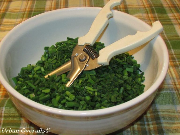 4 Steps to Harvest Chives • Urban Overalls