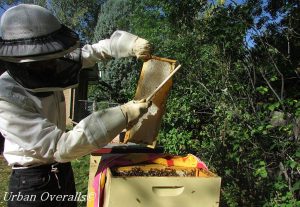 How to Remove Honey Frames • Urban Overalls